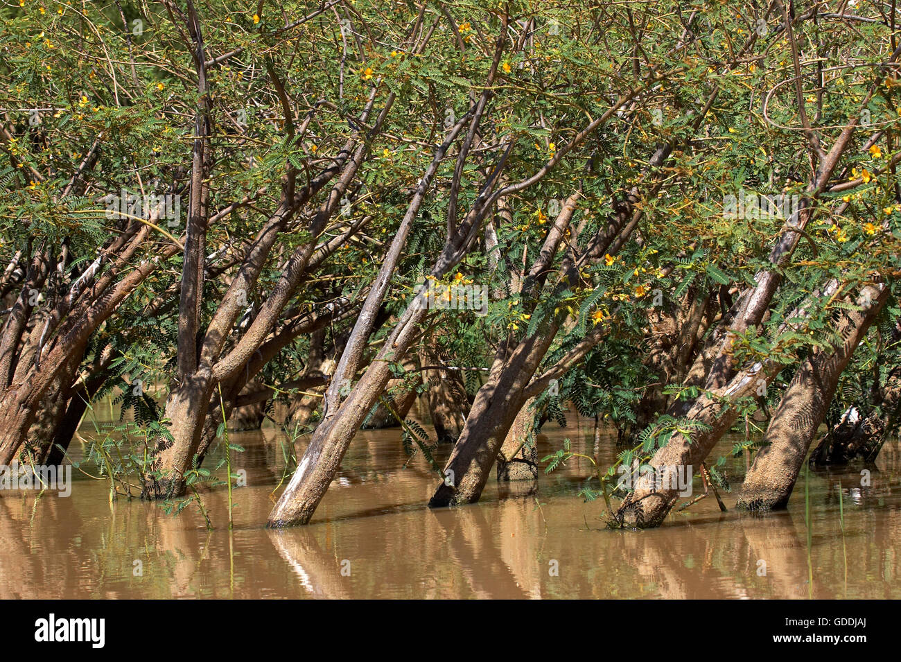 Balsa Wood Tree Stockfotos und -bilder Kaufen - Alamy