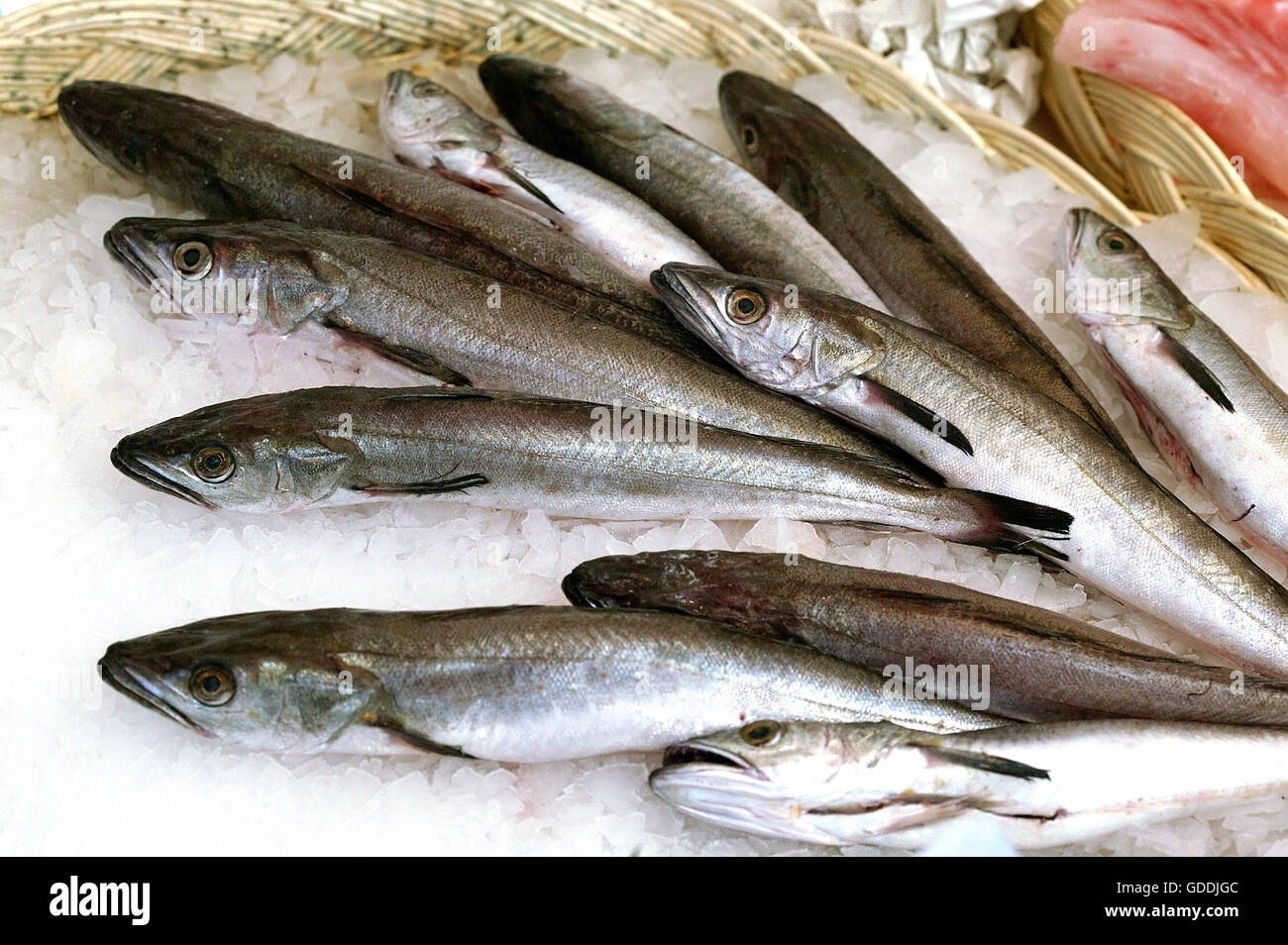 Pollachius spec -Fotos und -Bildmaterial in hoher Auflösung – Alamy