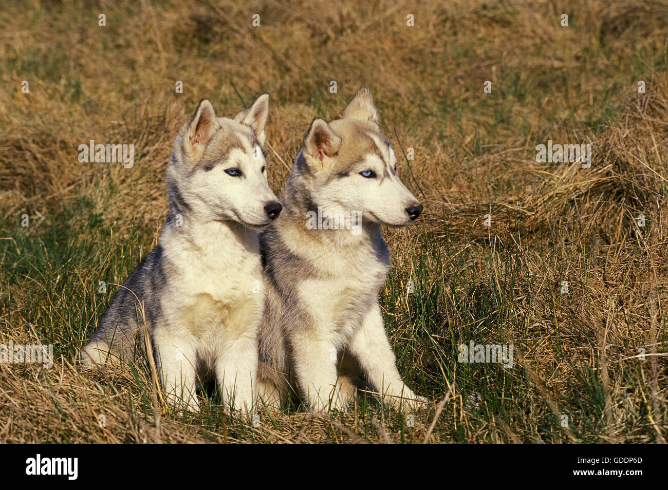 Husky welpen -Fotos und -Bildmaterial in hoher Auflösung – Alamy