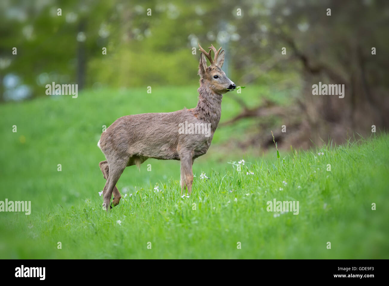 Der rehbock -Fotos und -Bildmaterial in hoher Auflösung – Alamy
