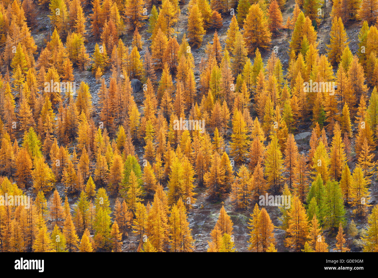 Nadelwald von oben -Fotos und -Bildmaterial in hoher Auflösung – Alamy