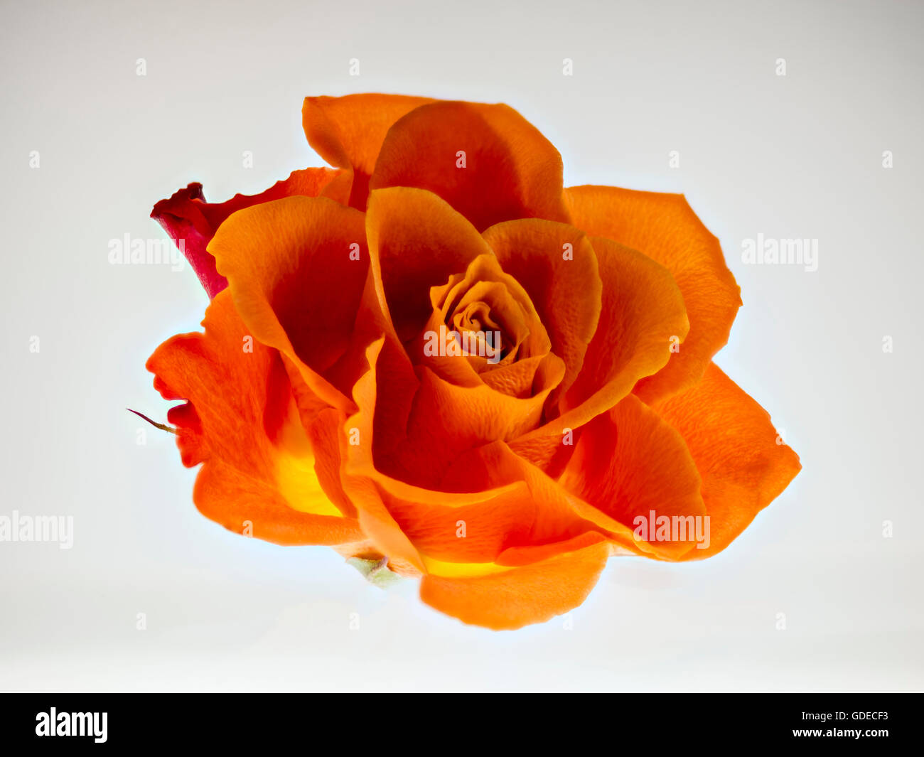 Orange Rose. Diese orange English rose Blume wurde isoliert und wieder ...