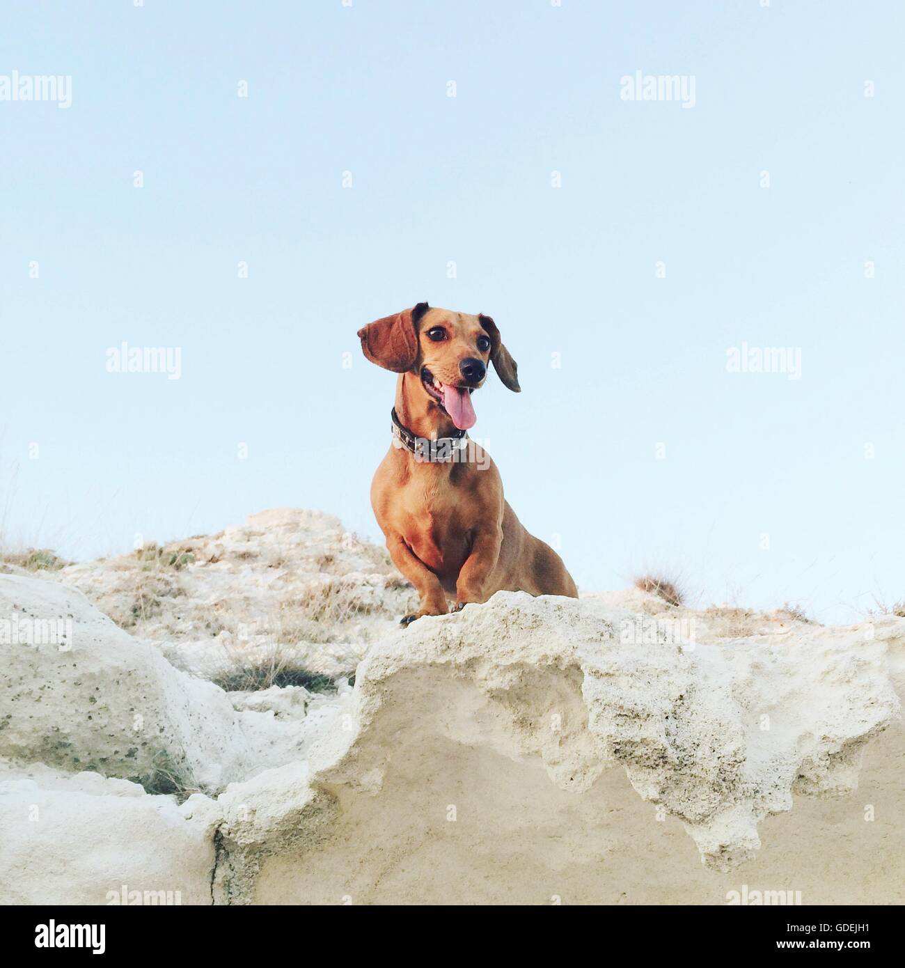 Dackel Hund sitzen auf Felsen Stockfotografie - Alamy