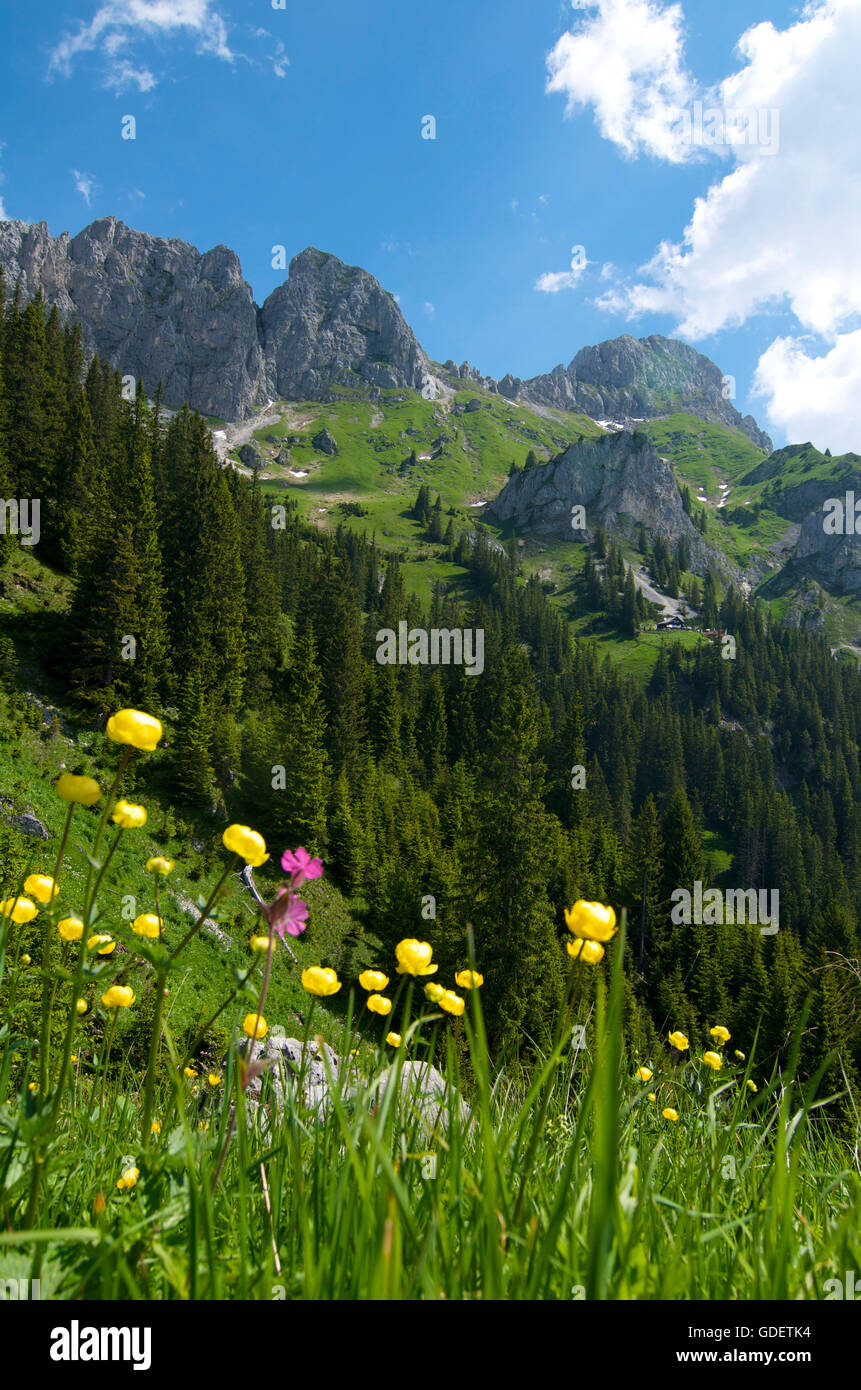 Tannheimer Berge, Tannheimer Tal, Allgäu, Bayern, Deutschland ...