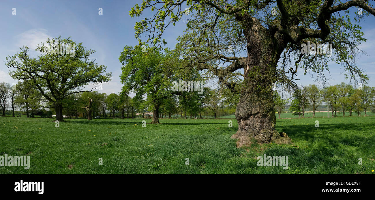 Alte eichen deutschland -Fotos und -Bildmaterial in hoher Auflösung – Alamy