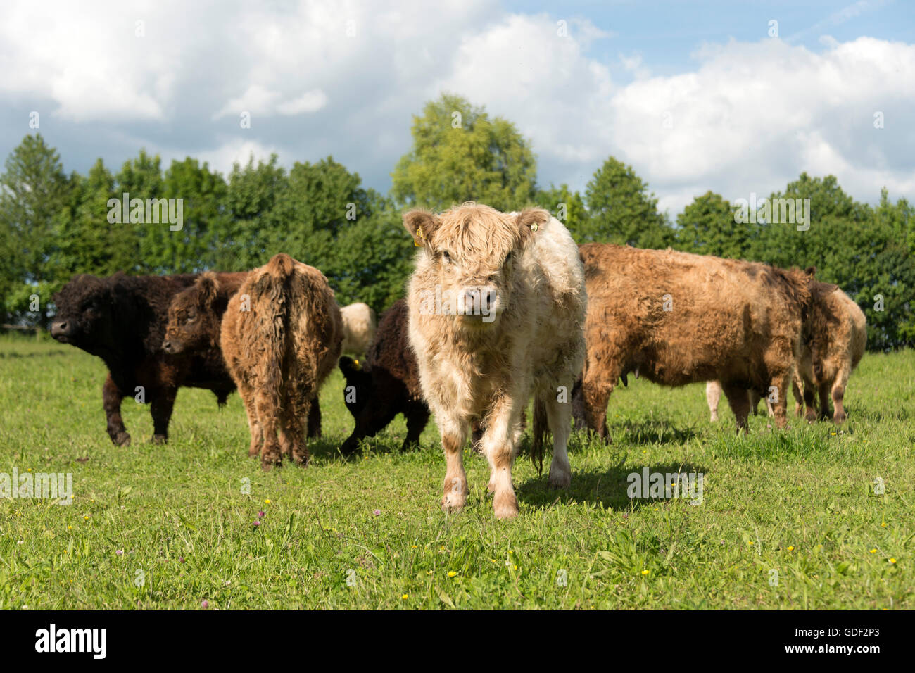 Galloway rinder -Fotos und -Bildmaterial in hoher Auflösung – Alamy