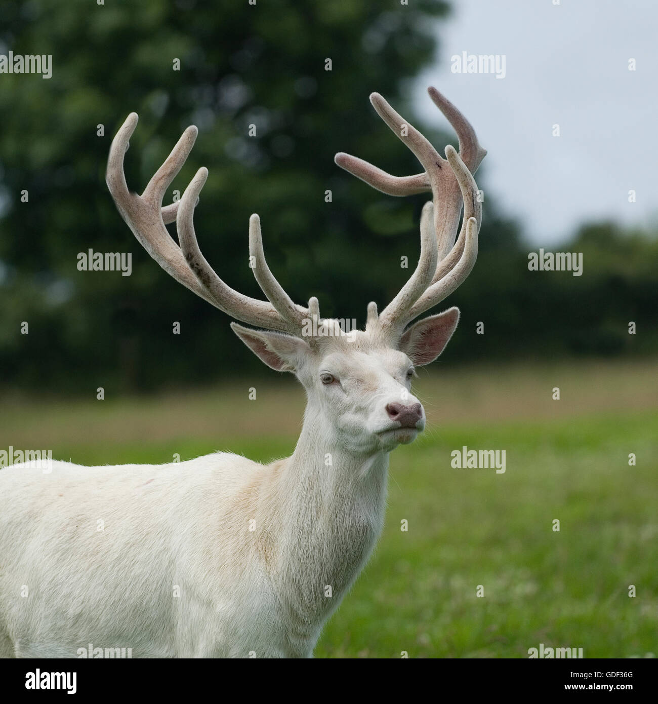 Britische hirschjagd -Fotos und -Bildmaterial in hoher Auflösung – Alamy