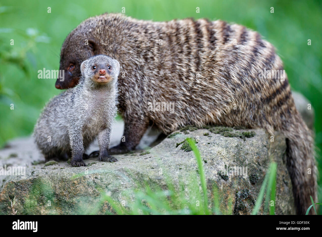 Mungos mungo -Fotos und -Bildmaterial in hoher Auflösung – Alamy
