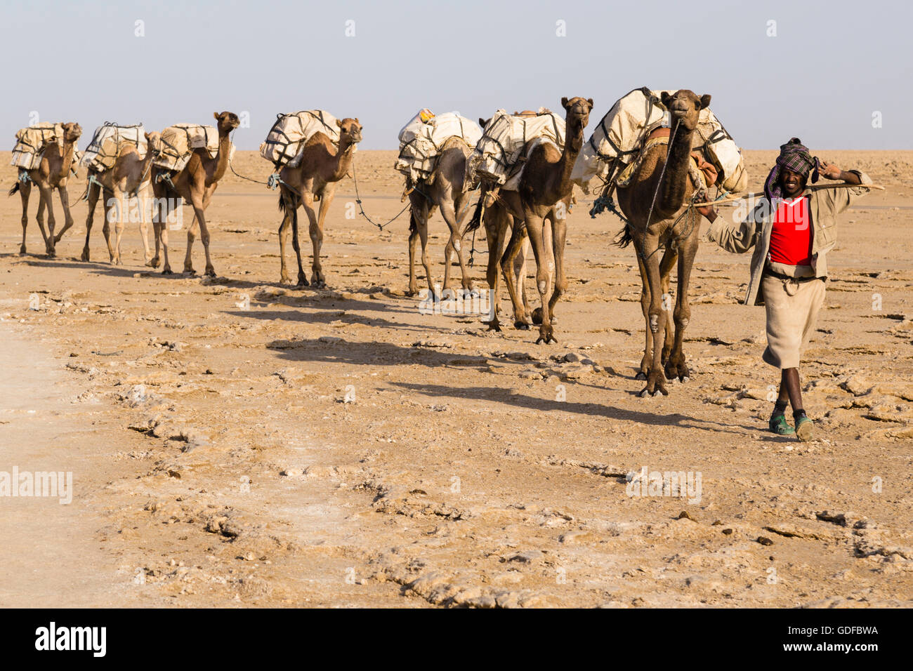 Wohnwagen, Kamele tragen Salz aus den Salinen von Dallol, Danakil-Senke ...