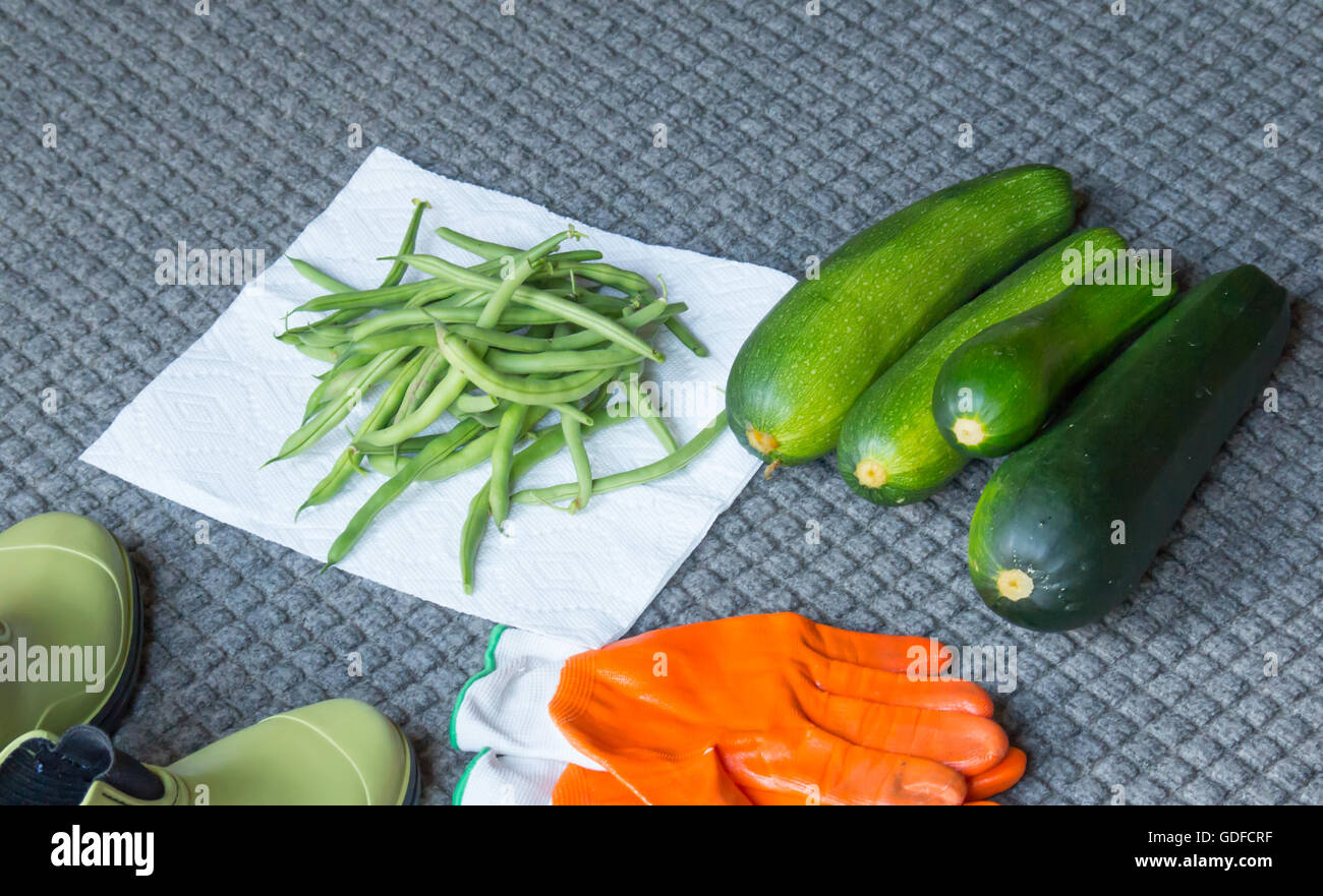 Zucchini gartenarbeit -Fotos und -Bildmaterial in hoher Auflösung – Alamy