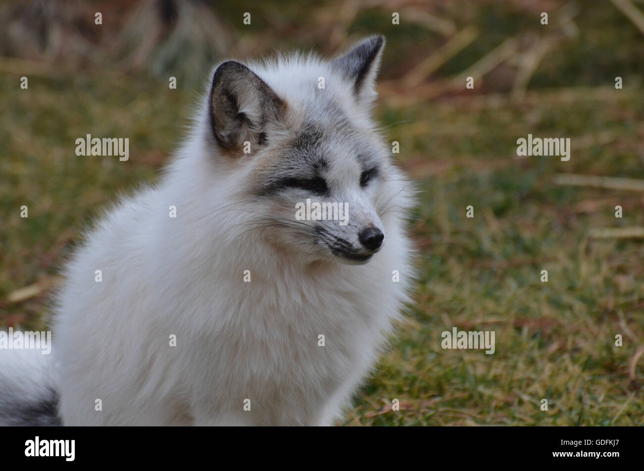 Schönes Profil eines schnellen Fuchs sitzen Stockfotografie - Alamy