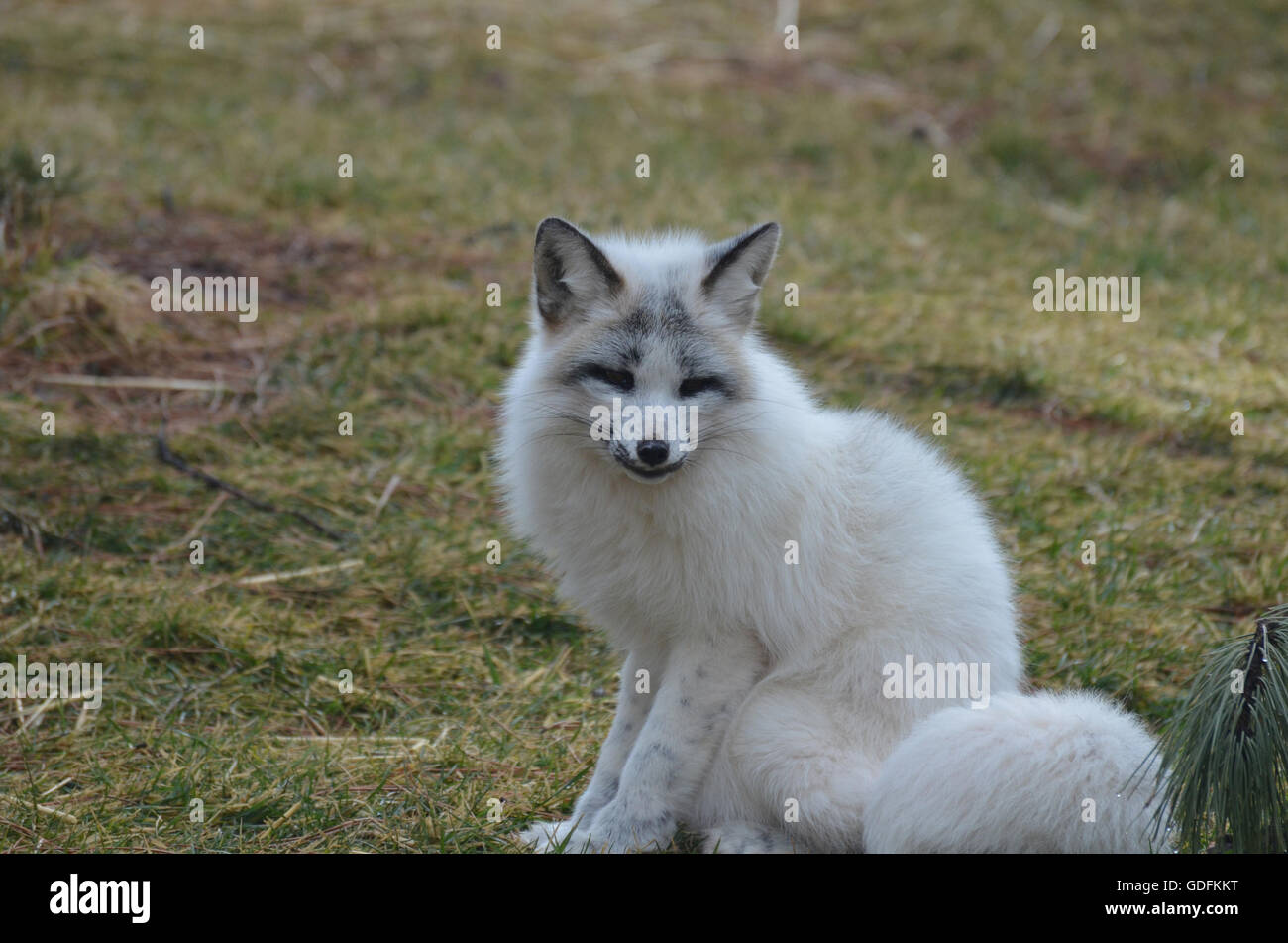 Schneller fuchs -Fotos und -Bildmaterial in hoher Auflösung – Alamy