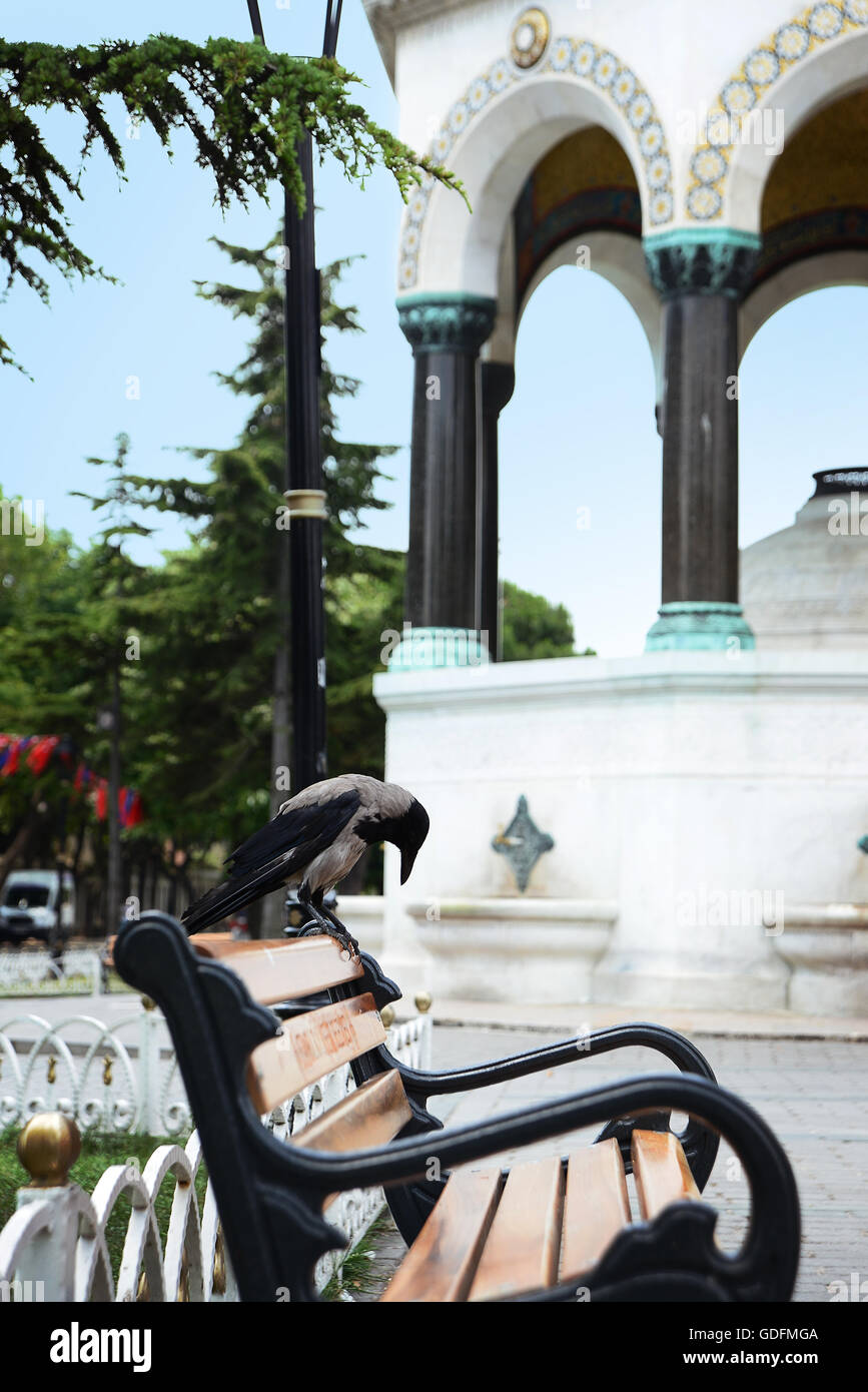 Istanbul und vogel -Fotos und -Bildmaterial in hoher Auflösung – Alamy