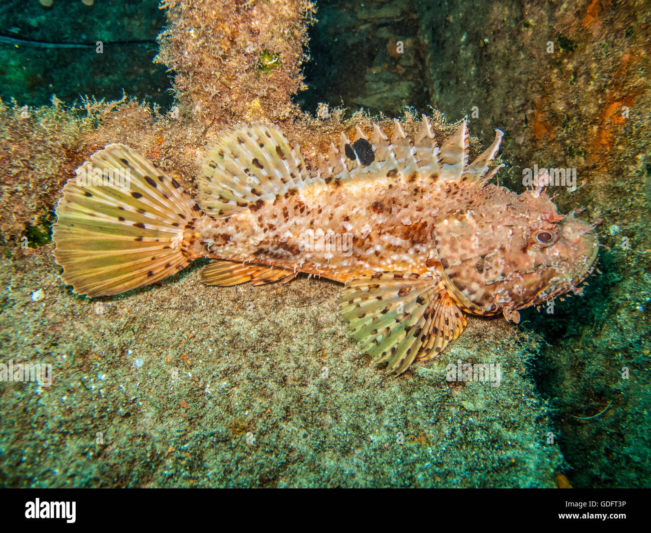 Red scorpion fish -Fotos und -Bildmaterial in hoher Auflösung – Alamy