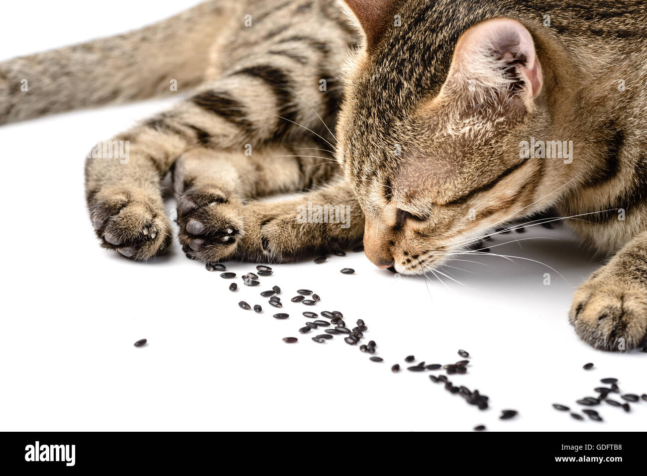 Fuchs tabby katze -Fotos und -Bildmaterial in hoher Auflösung – Alamy
