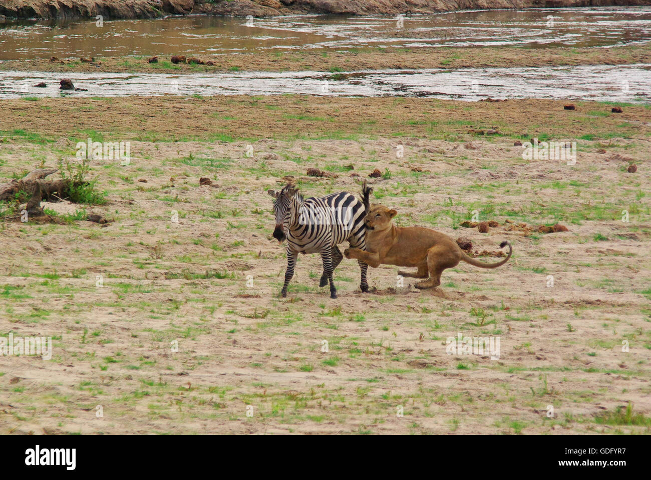 Lion chasing zebra -Fotos und -Bildmaterial in hoher Auflösung – Alamy