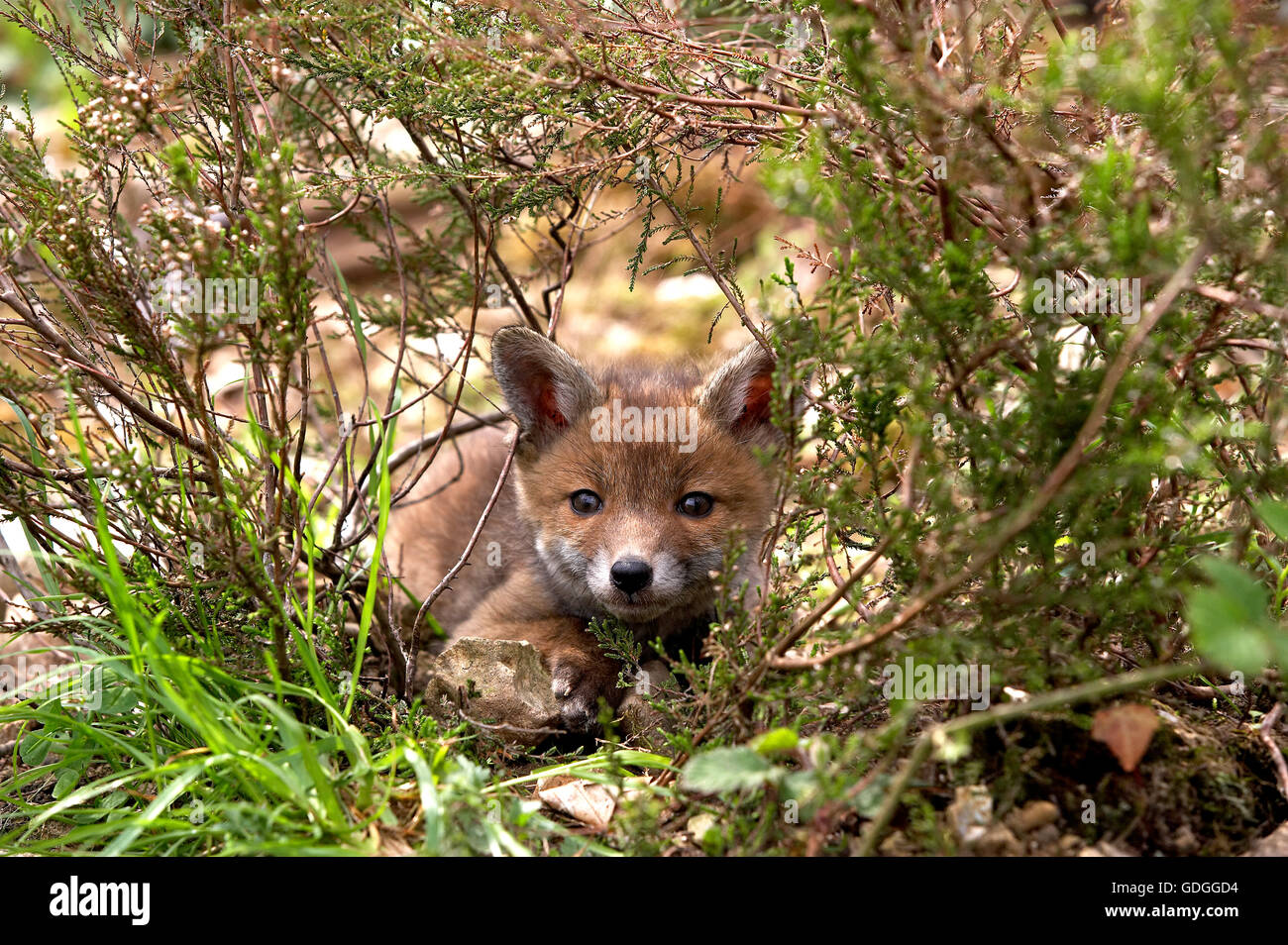 Baby rotfuchs vulpes vulpes in normady -Fotos und -Bildmaterial in ...