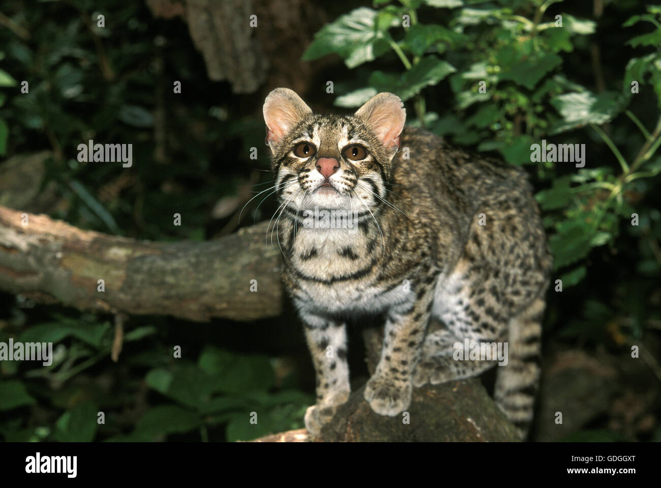 Oncilla leopardus tigrinus -Fotos und -Bildmaterial in hoher Auflösung ...