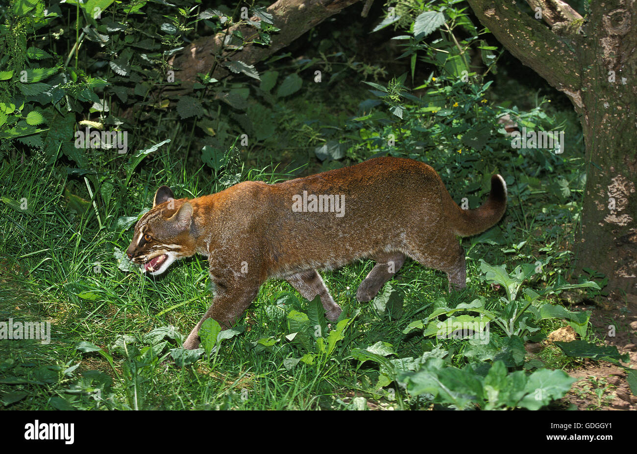 Felis temmincki -Fotos und -Bildmaterial in hoher Auflösung – Alamy