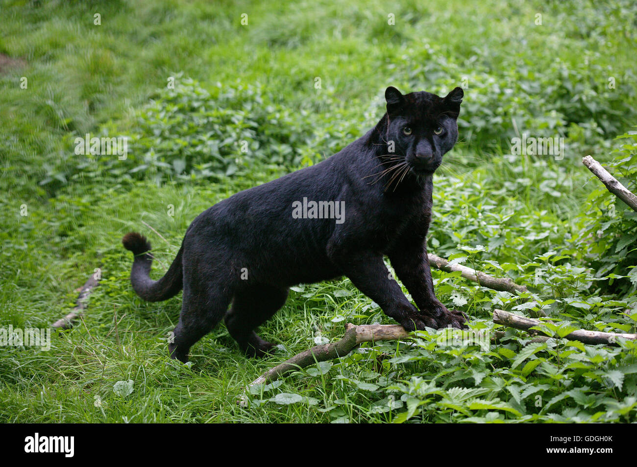 Black Panther Panthera Pardus Stockfotos & Black Panther Panthera ...