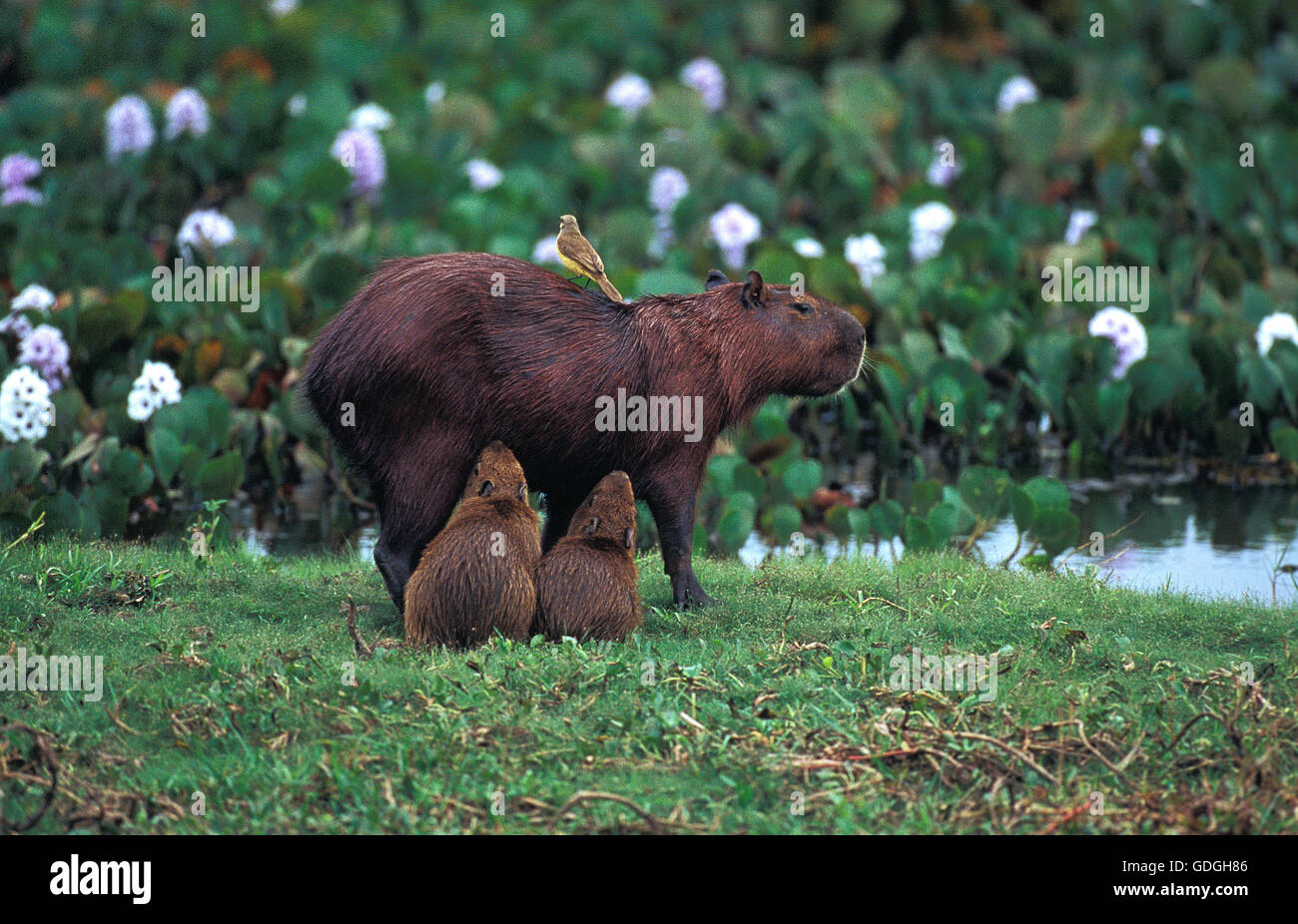 Juvenile capybaras pflege -Fotos und -Bildmaterial in hoher Auflösung ...