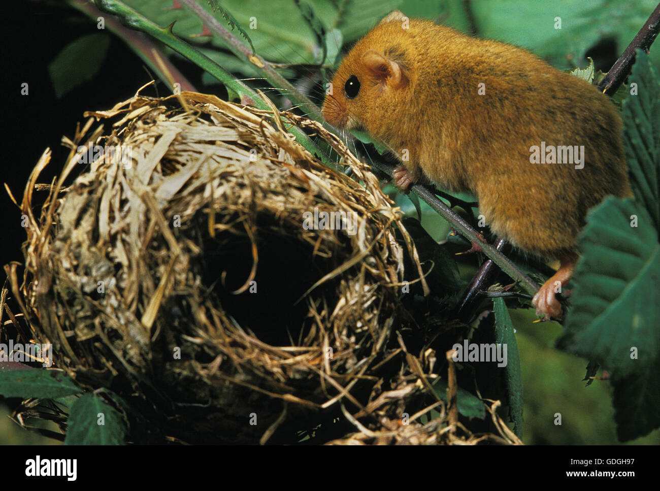 Erwachsenen Haselmaus Muscardinus Avellanarius in der Nähe von NEST ...