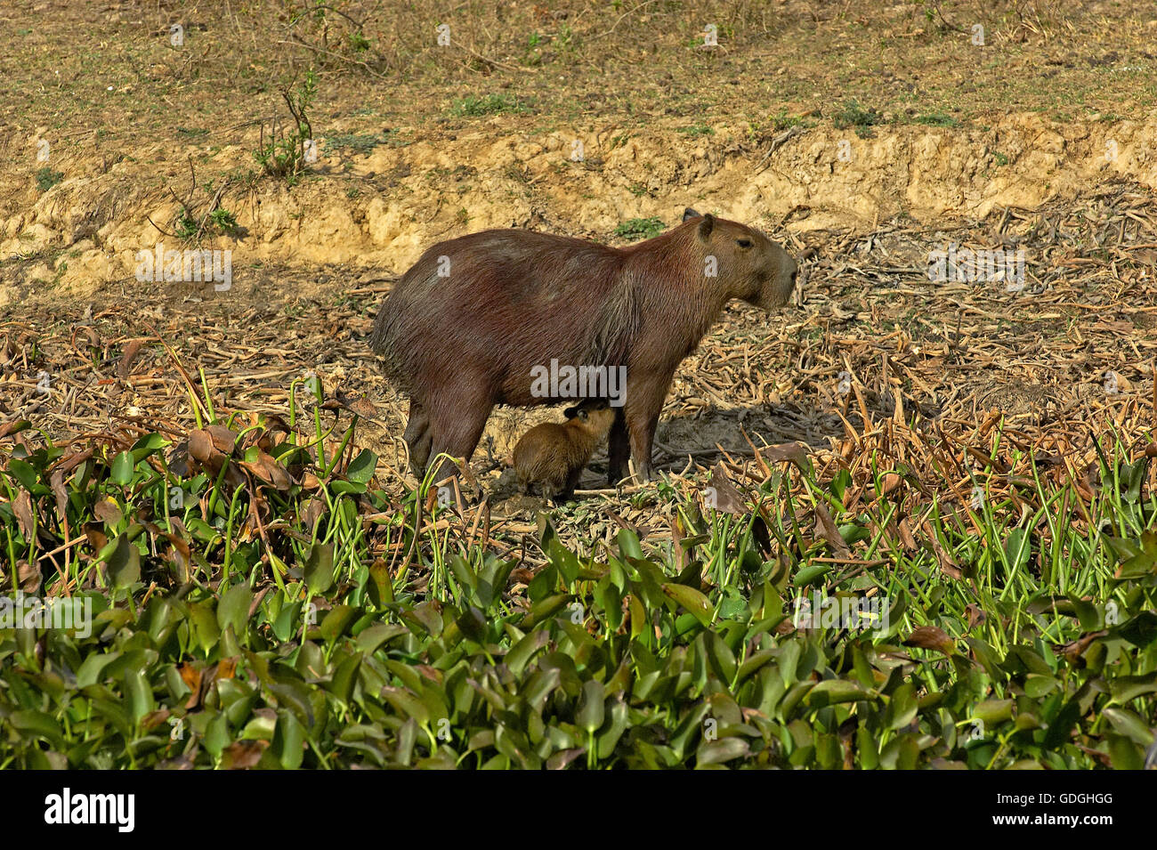 Juvenile capybaras pflege -Fotos und -Bildmaterial in hoher Auflösung ...
