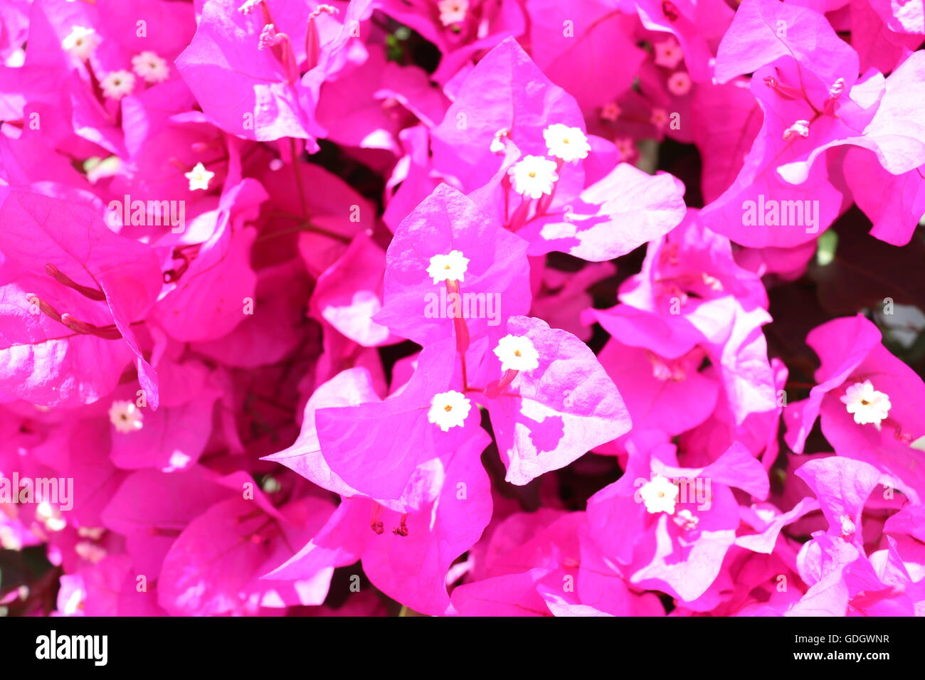Luxus Bougainvillea Verliert Bluten Fotos