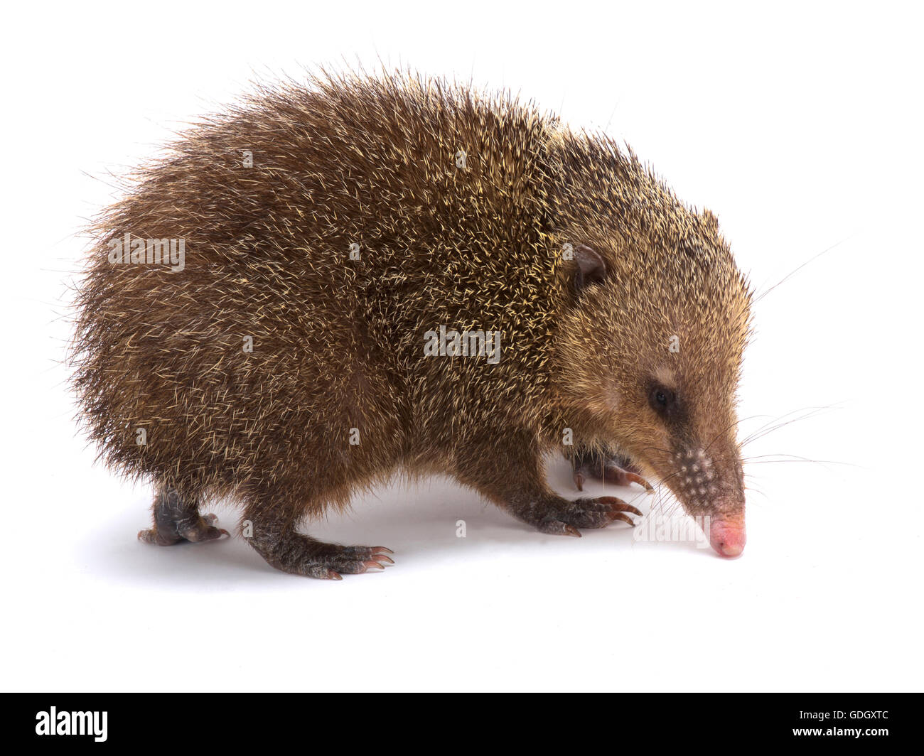 Tenrec Ecaudatus Madagascar Stockfotos und -bilder Kaufen - Alamy