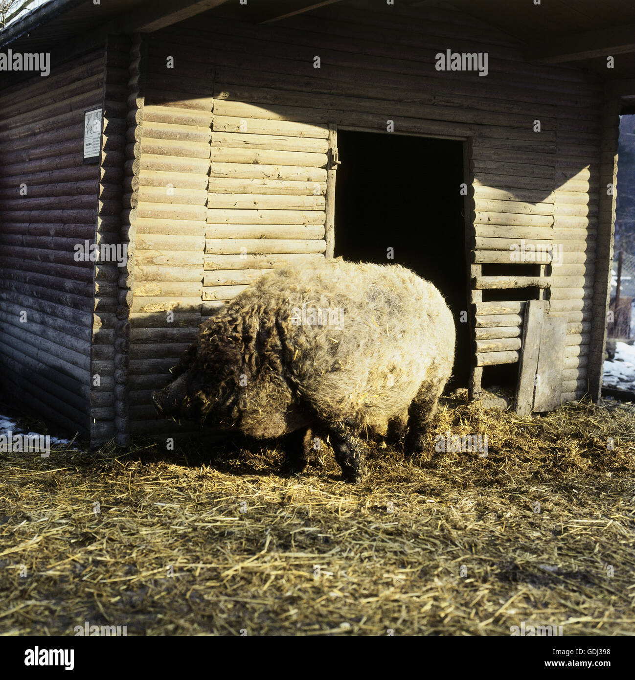 Hausschwein sus scrofa domestica -Fotos und -Bildmaterial in hoher ...
