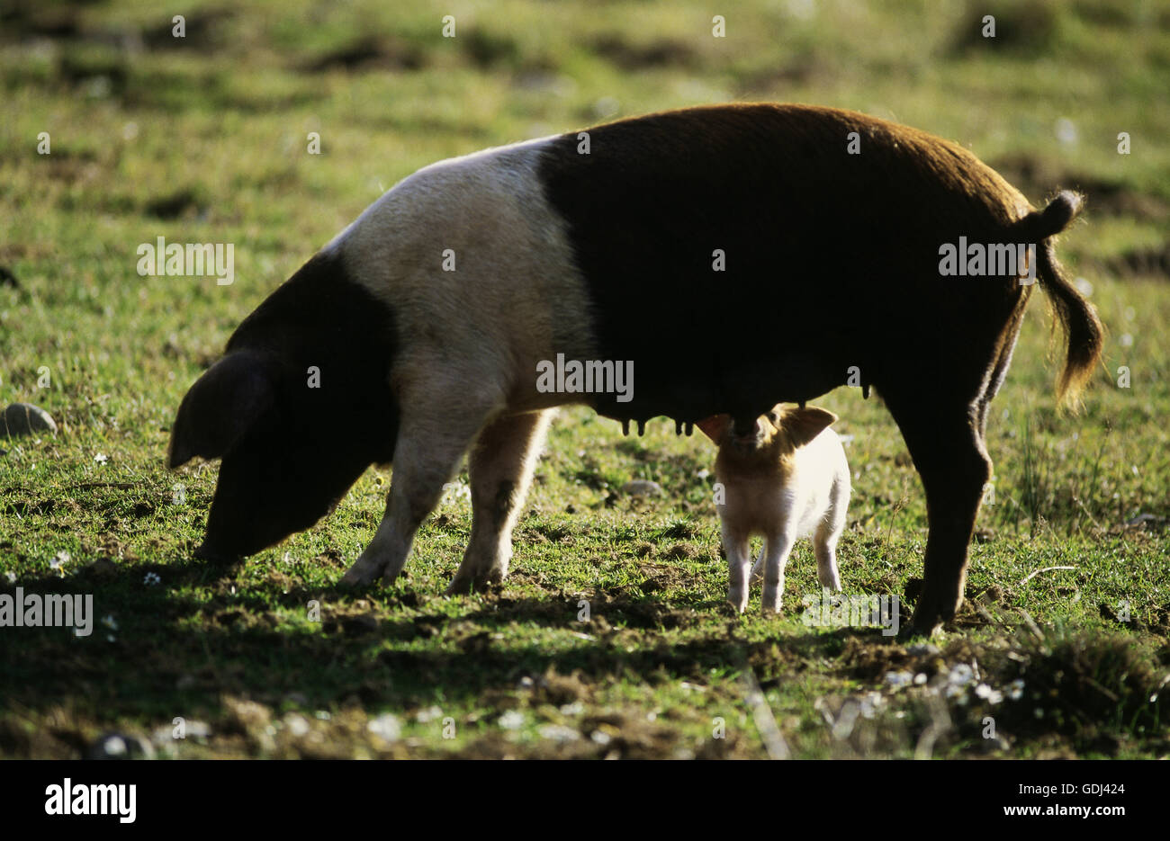 Hausschweine sus scrofa domesticus -Fotos und -Bildmaterial in hoher ...