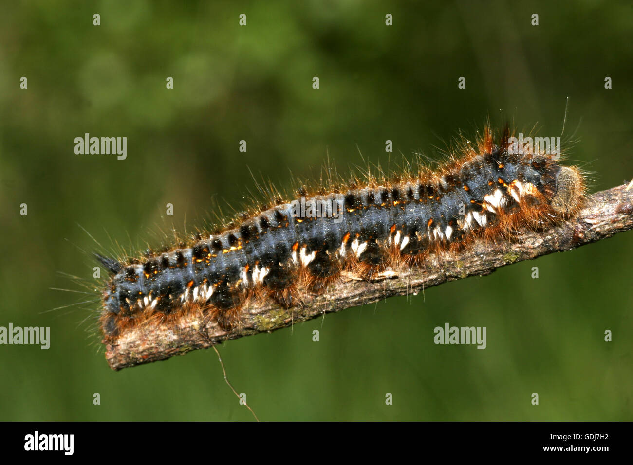 Zoologie/Tiere, Insekten, Schmetterlinge, Trinker Motte (Philudoria ...