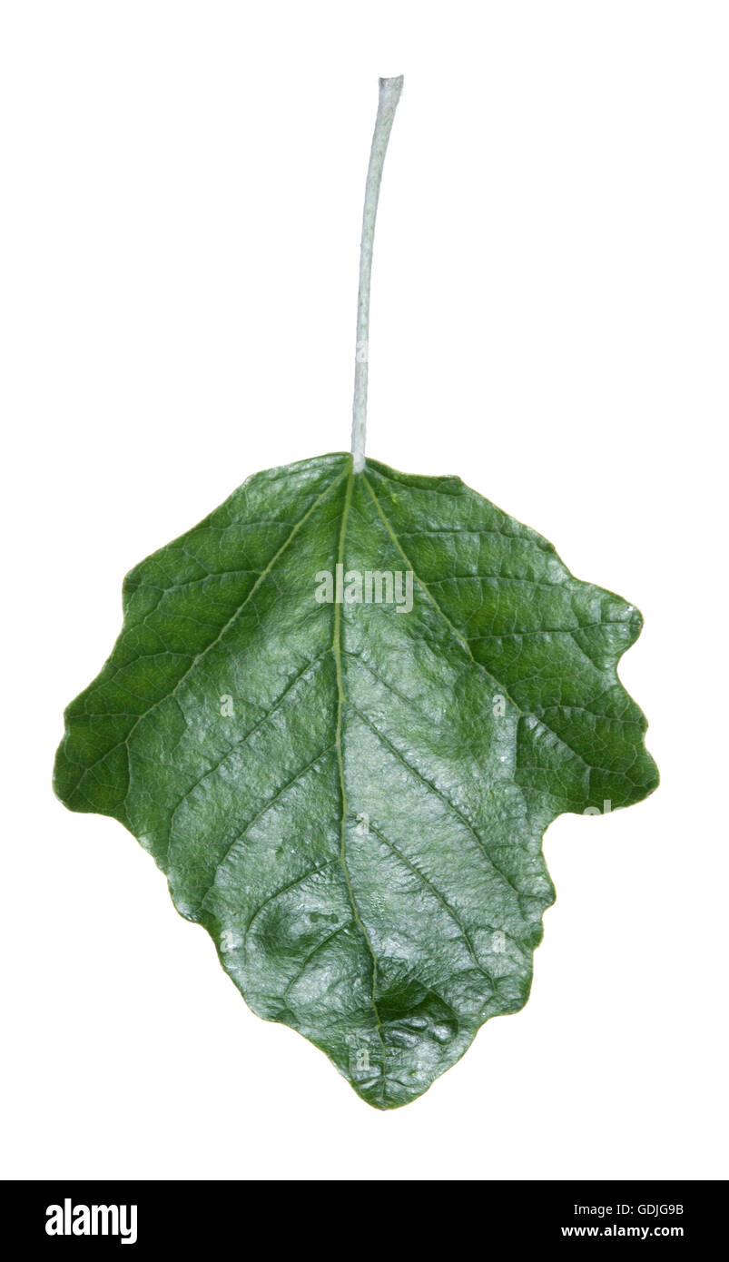 Weiße pappel populus alba -Fotos und -Bildmaterial in hoher Auflösung ...