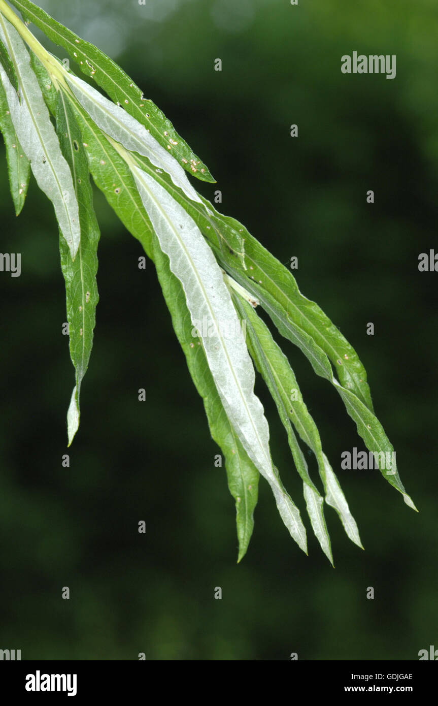 Salix korbweiden -Fotos und -Bildmaterial in hoher Auflösung – Alamy