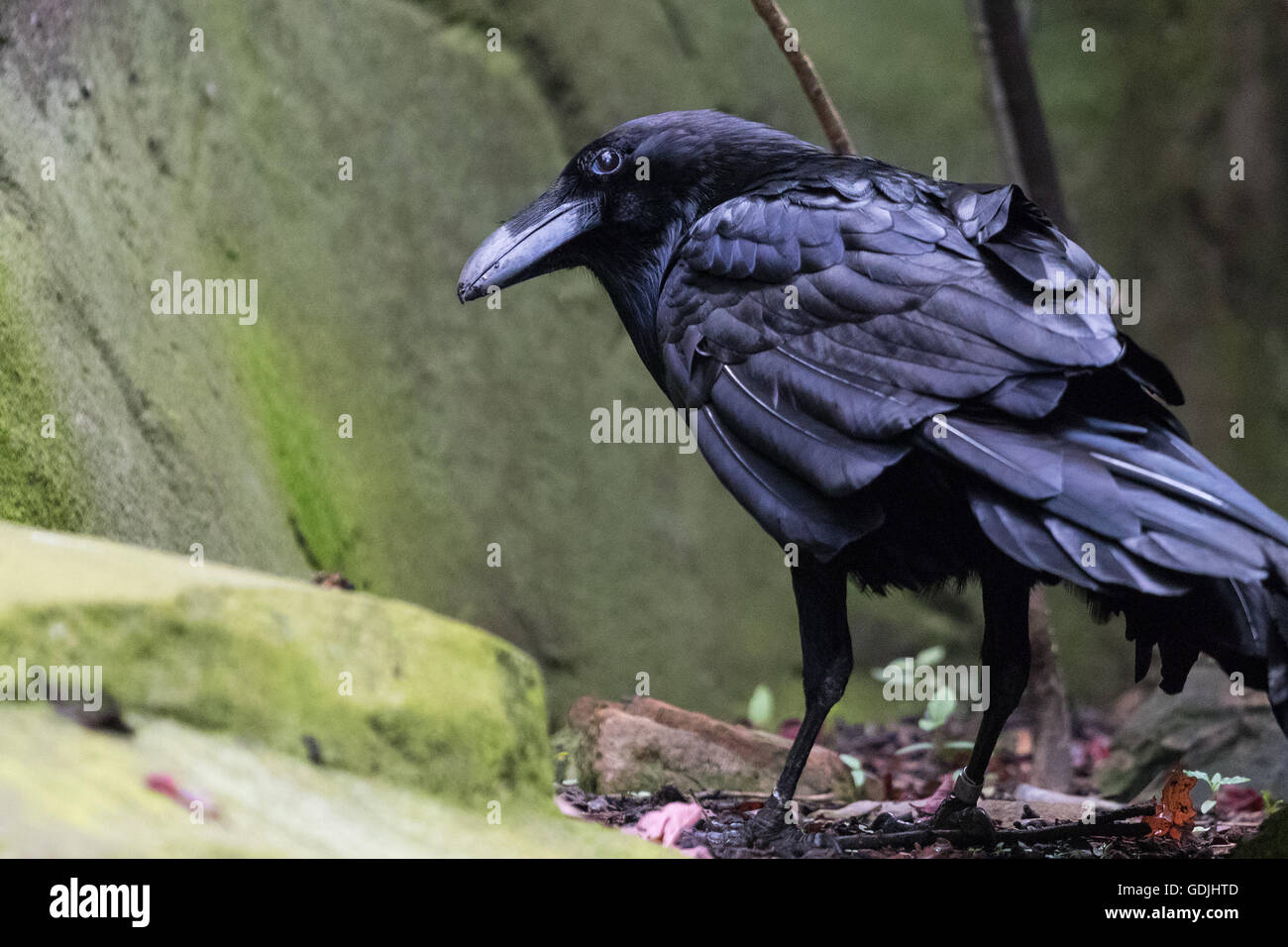 Dickschnabel raben -Fotos und -Bildmaterial in hoher Auflösung – Alamy