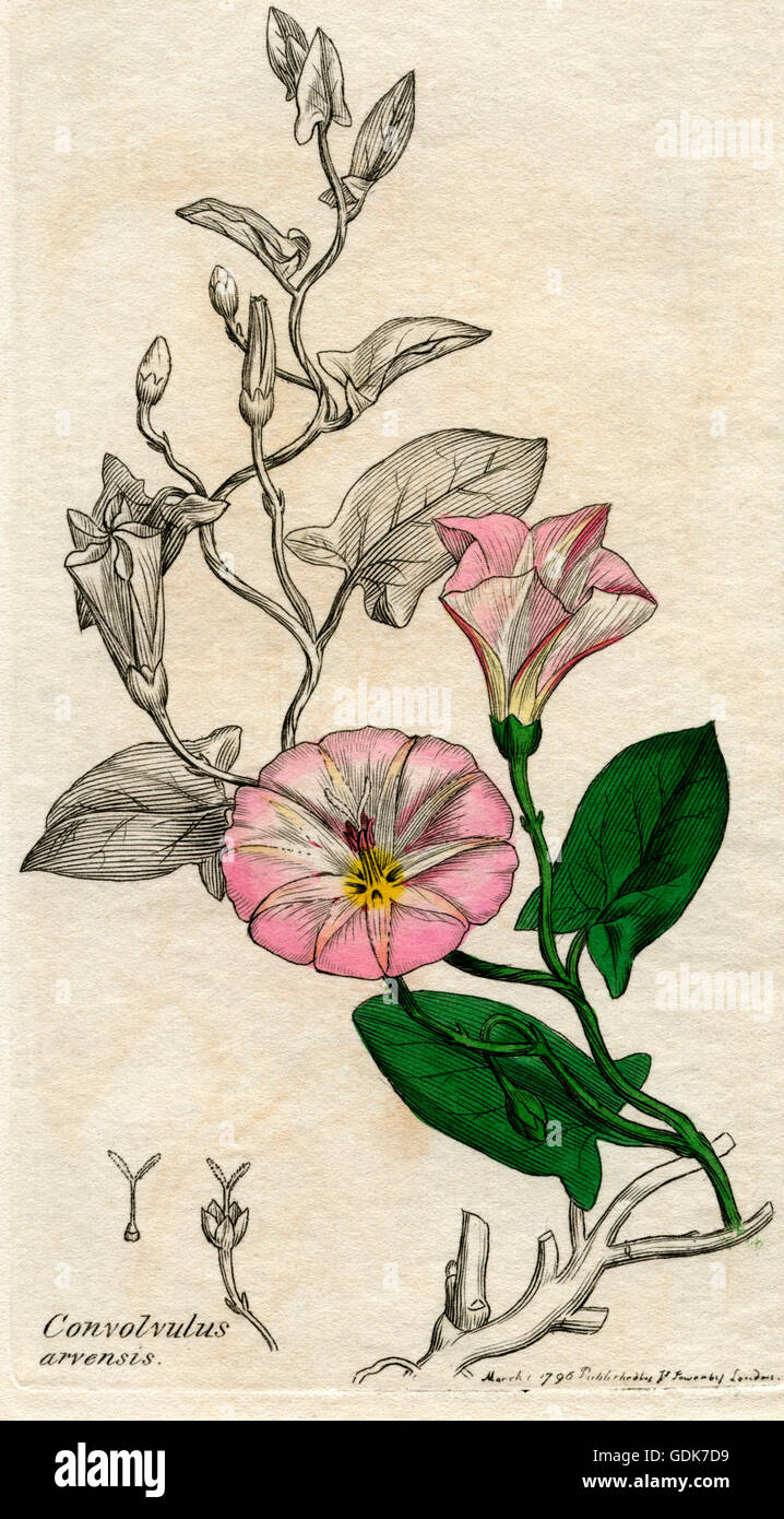 Botanische illustration von convolvulus arvensis -Fotos und ...