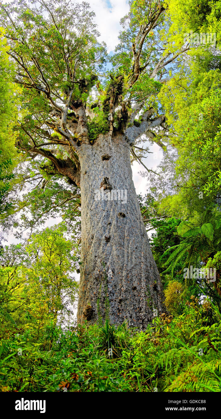 Subtropischen Regenwald, die größten lebenden Kauri (Agathis Australis ...
