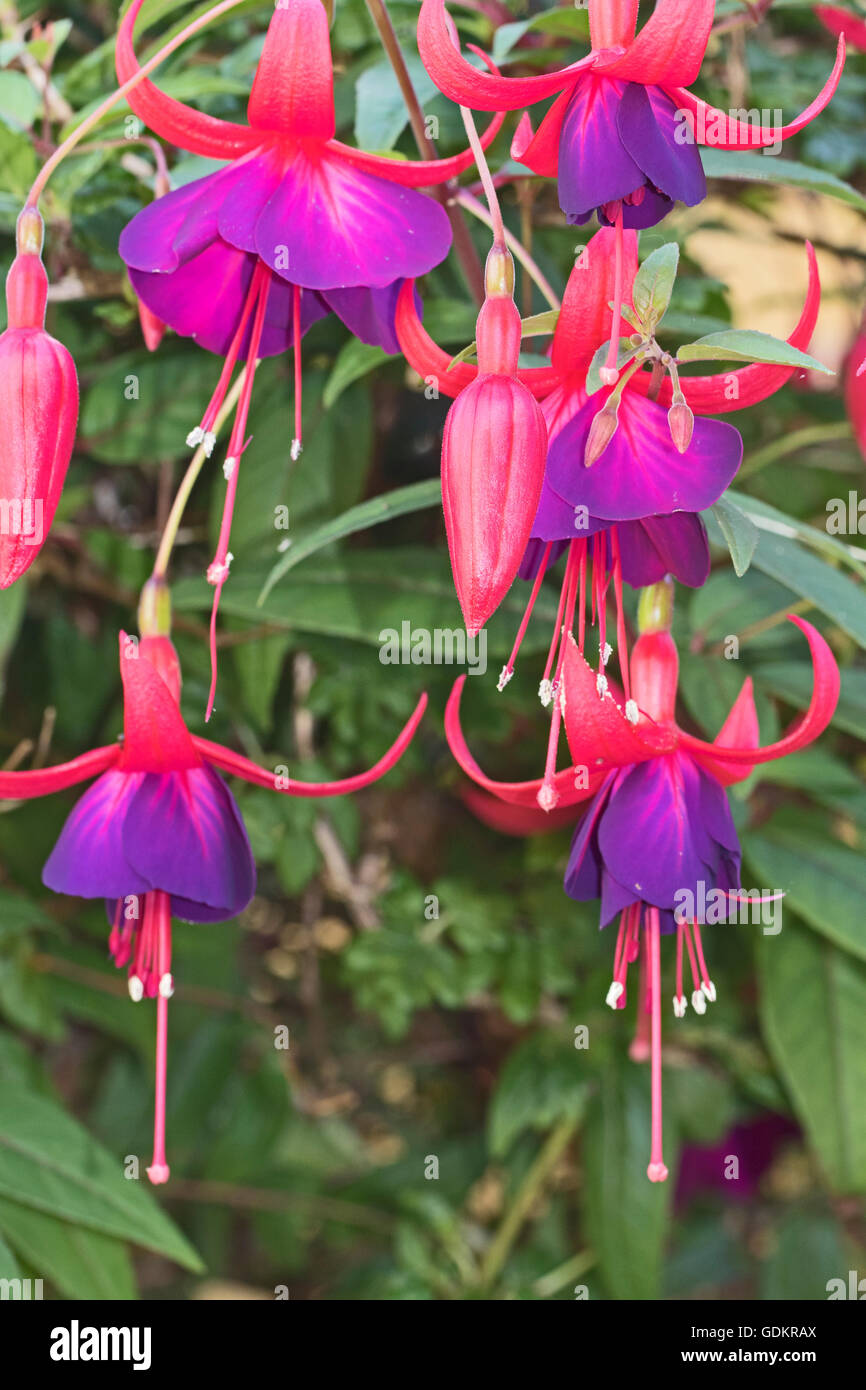 Fuchs leonhard -Fotos und -Bildmaterial in hoher Auflösung – Alamy
