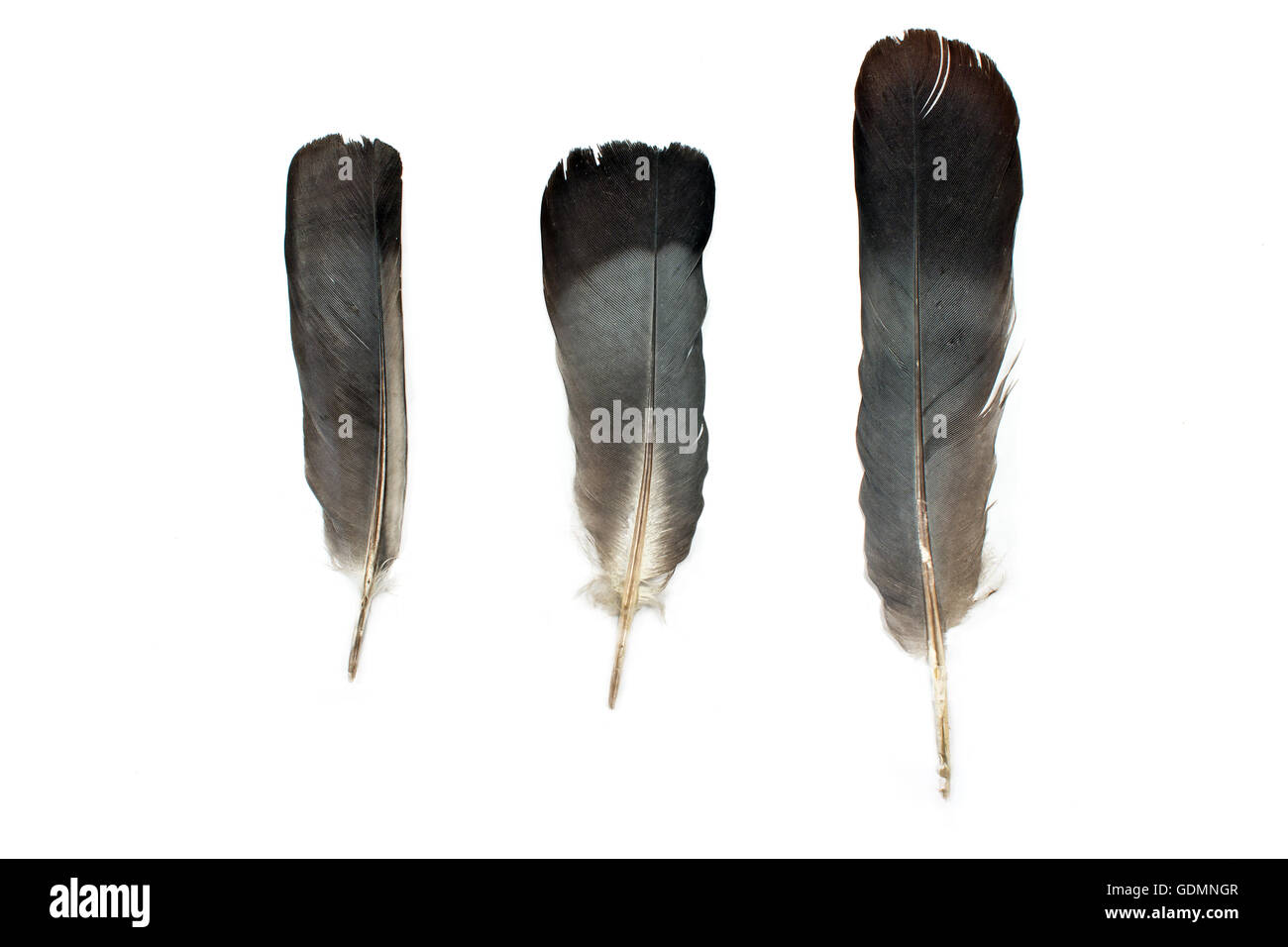 Graue flauschige federn -Fotos und -Bildmaterial in hoher Auflösung – Alamy