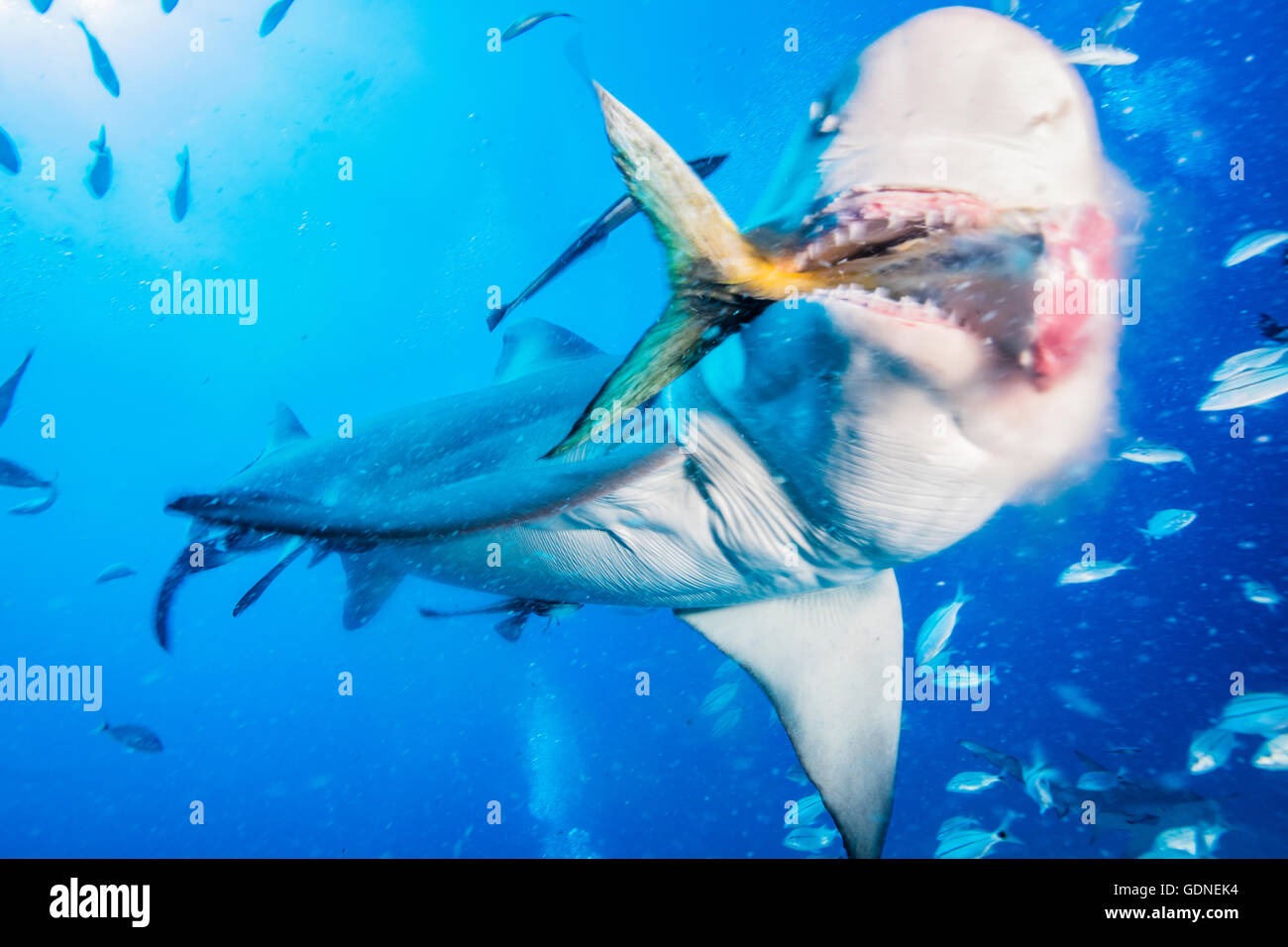 Zitrone Hai essen Thunfisch Heck Stockfotografie - Alamy