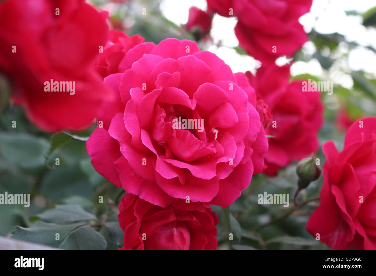 Schöne rosen -Fotos und -Bildmaterial in hoher Auflösung – Alamy
