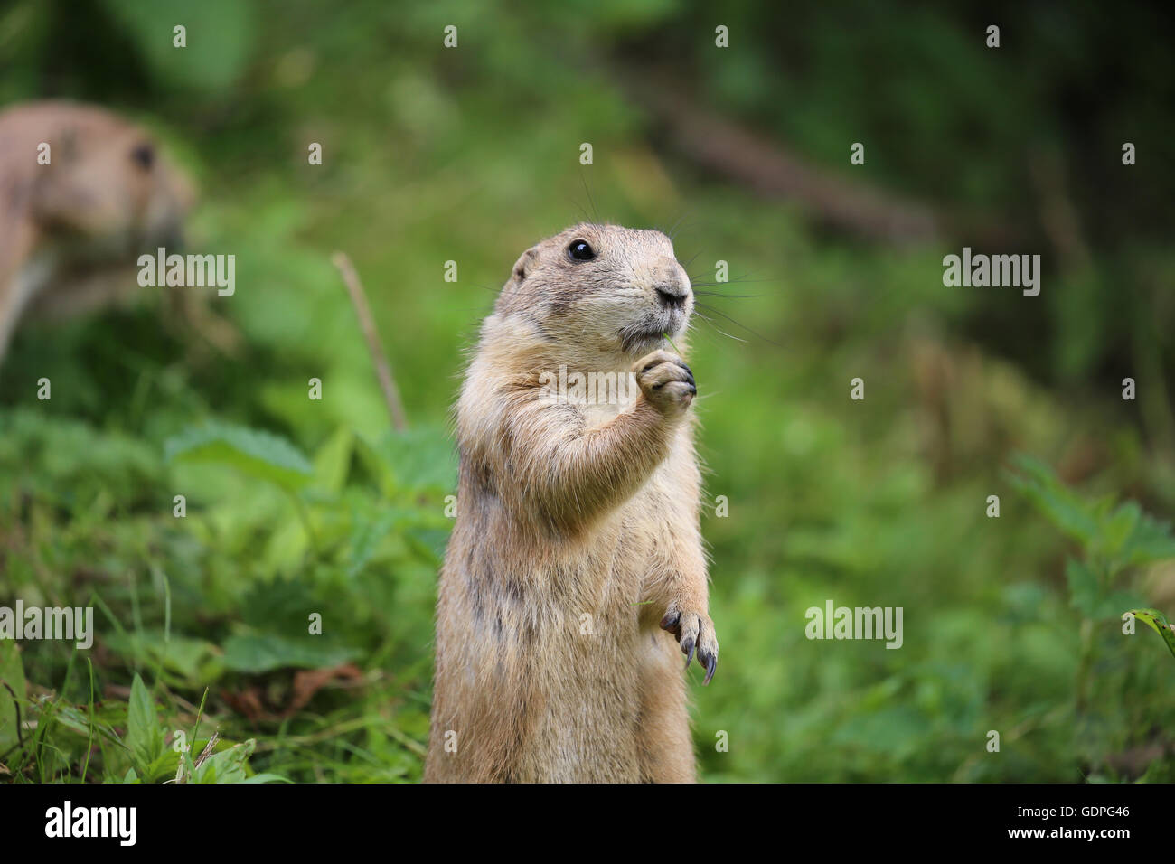 Faust dog -Fotos und -Bildmaterial in hoher Auflösung – Alamy