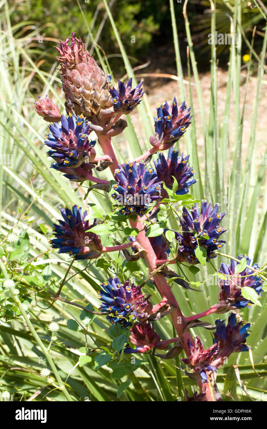 Puya venusta -Fotos und -Bildmaterial in hoher Auflösung – Alamy