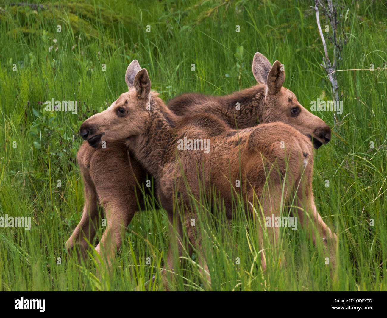 Elchtier im wiesenfeld -Fotos und -Bildmaterial in hoher Auflösung – Alamy