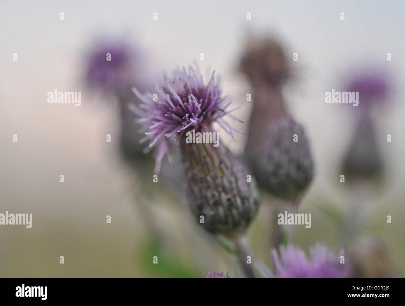 Schottland flora distel -Fotos und -Bildmaterial in hoher Auflösung – Alamy