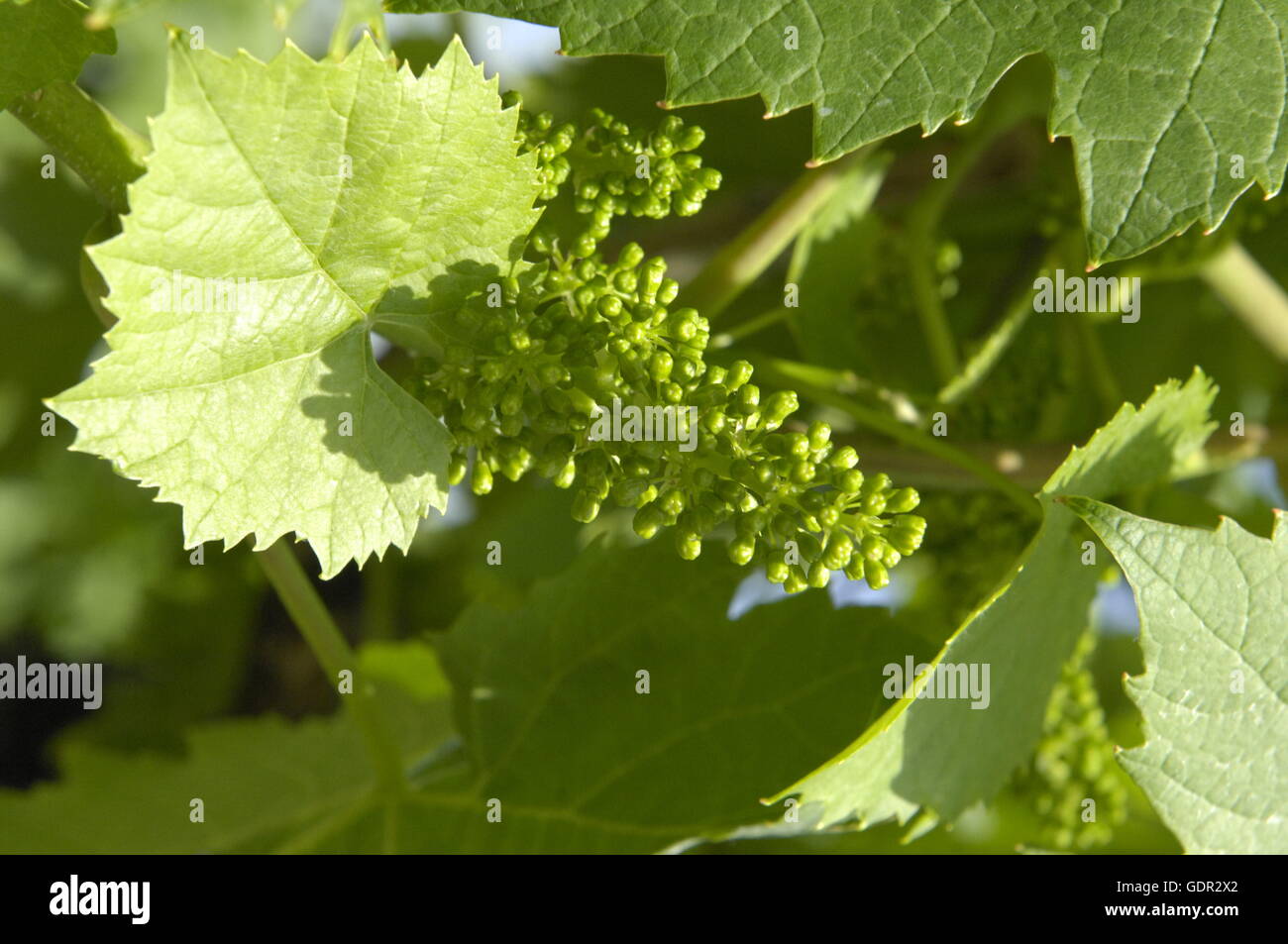 Grape vitis vinifera fruit hanging -Fotos und -Bildmaterial in hoher ...