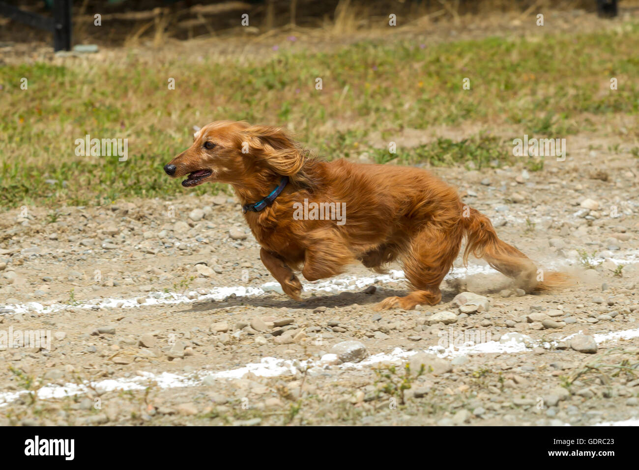 Langhaar Dackel im Rennen Stockfotografie - Alamy