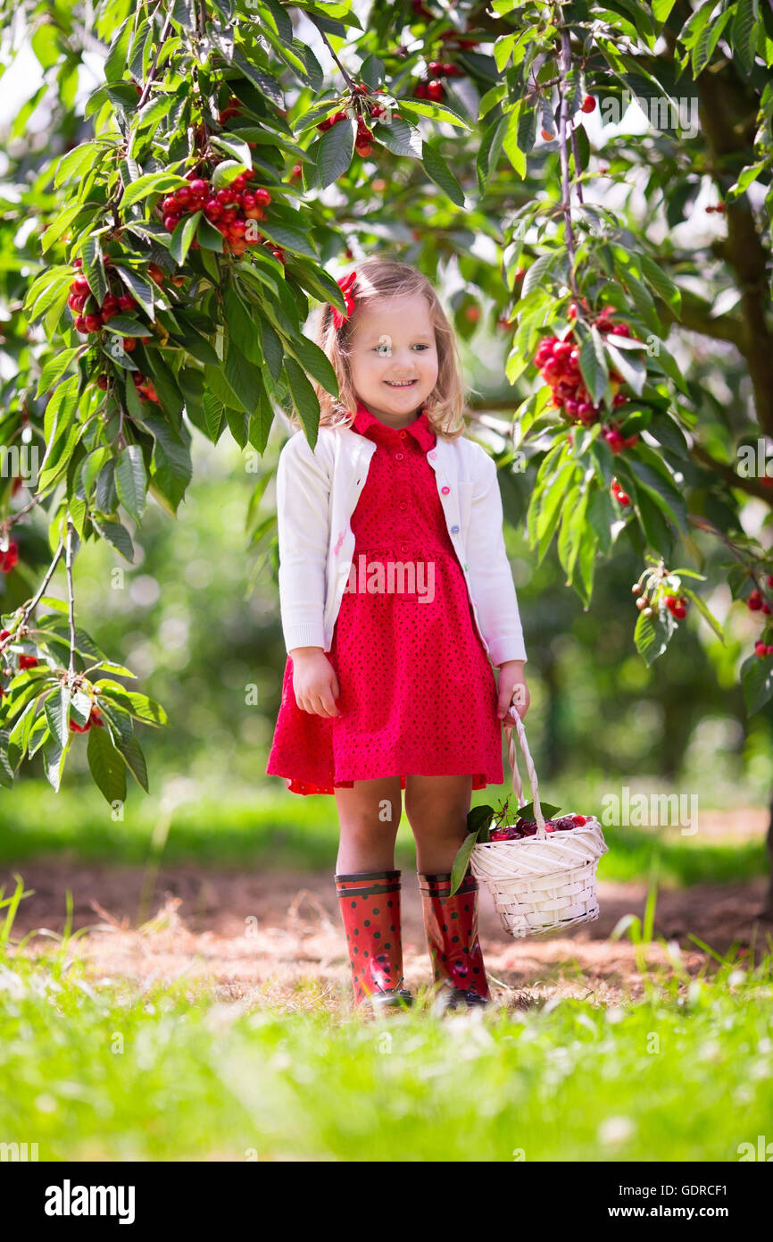 Kinder pflücken Kirschen auf Obsthof. Kinder pflücken Kirschen im ...