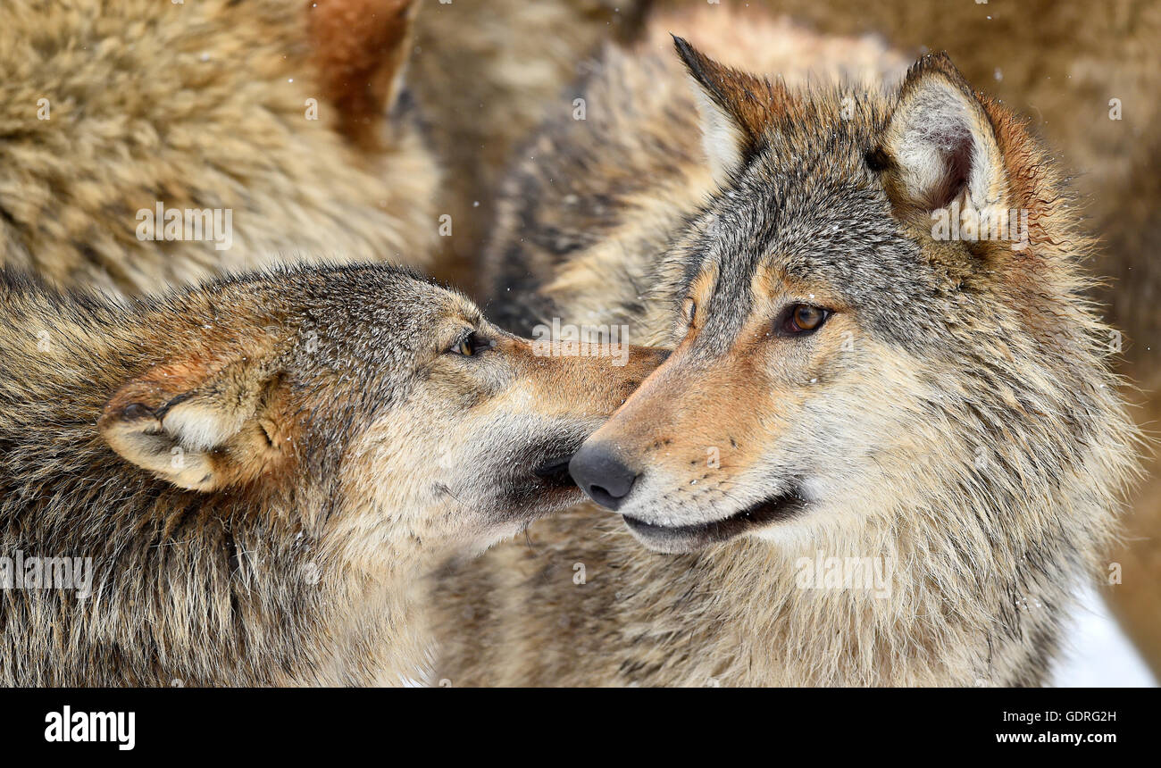 Alpha Male Timber Wolf In Stockfotos und -bilder Kaufen - Alamy