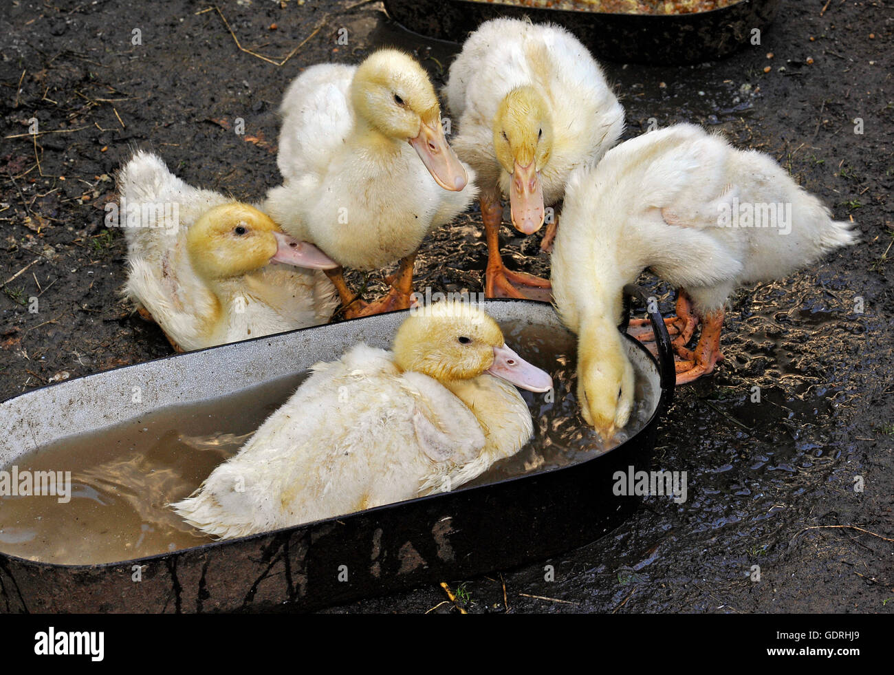 Nestling enten -Fotos und -Bildmaterial in hoher Auflösung – Alamy